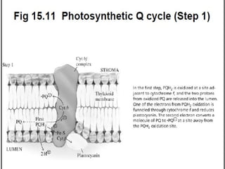 Photosynthesis-2- light reaction - Q-CYCLE | PPT