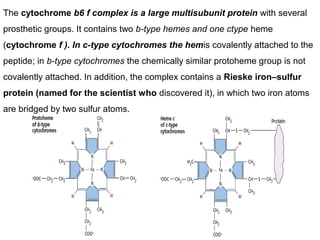 Photosynthesis-2- light reaction - Q-CYCLE | PPT
