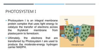 PHOTOSYSTEM.pptx