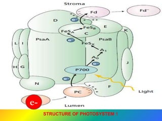 Photosystem 1 Structure