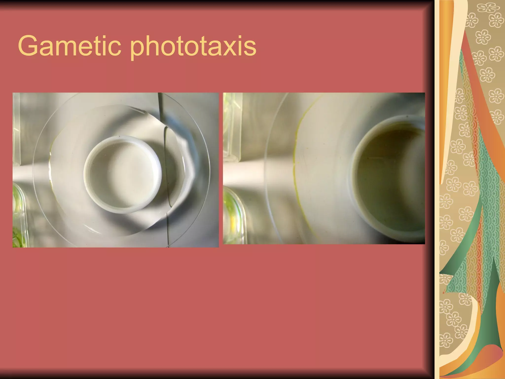 Phototactic isolation of swimming zoids | PPT