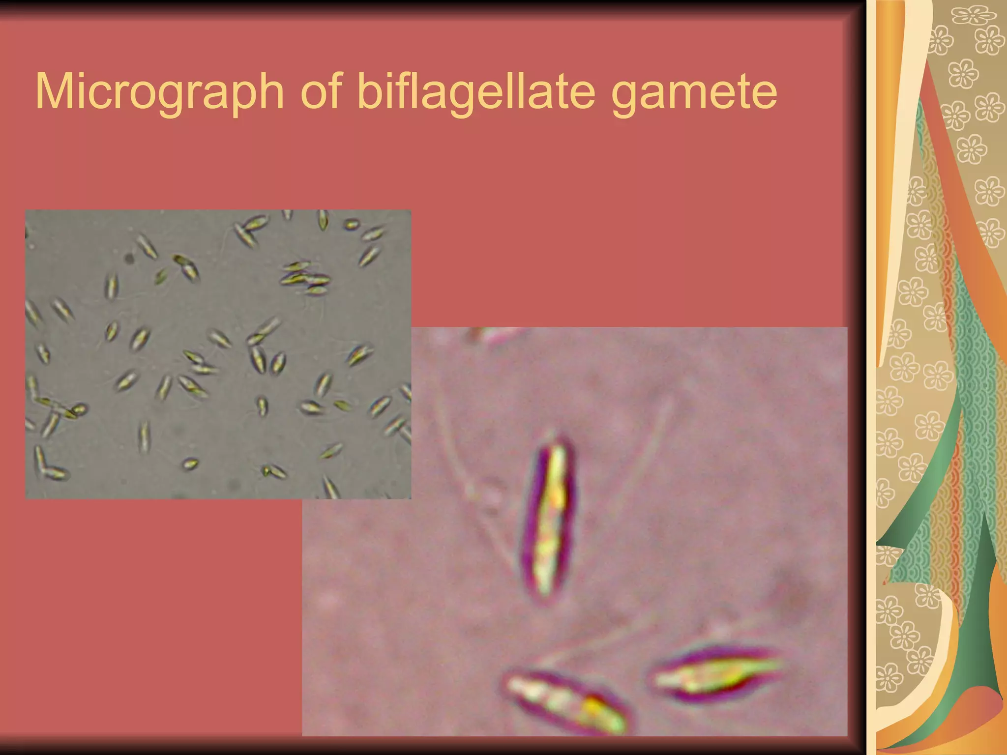 Phototactic isolation of swimming zoids | PPT
