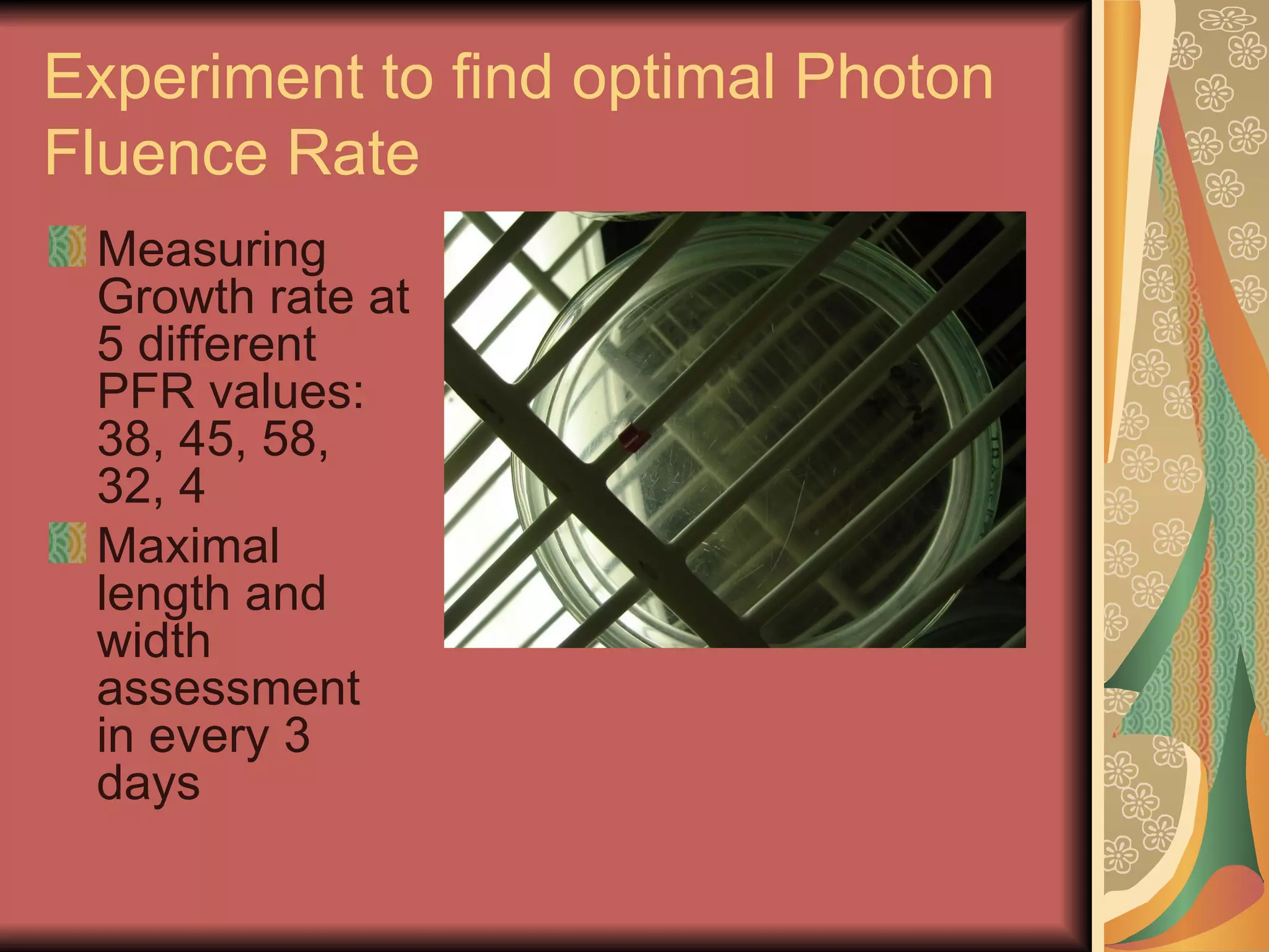 Phototactic isolation of swimming zoids | PPT