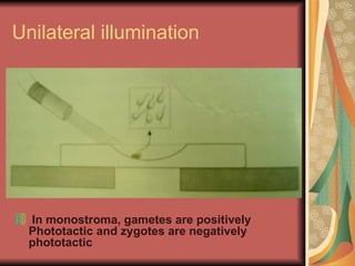 Phototactic isolation of swimming zoids | PPT