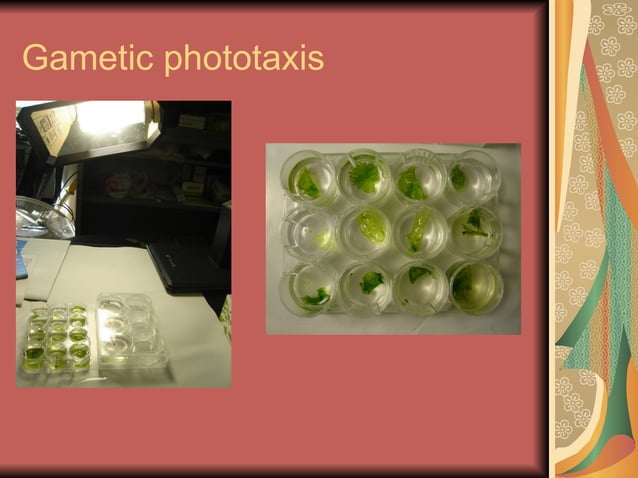 Phototactic isolation of swimming zoids | PPT