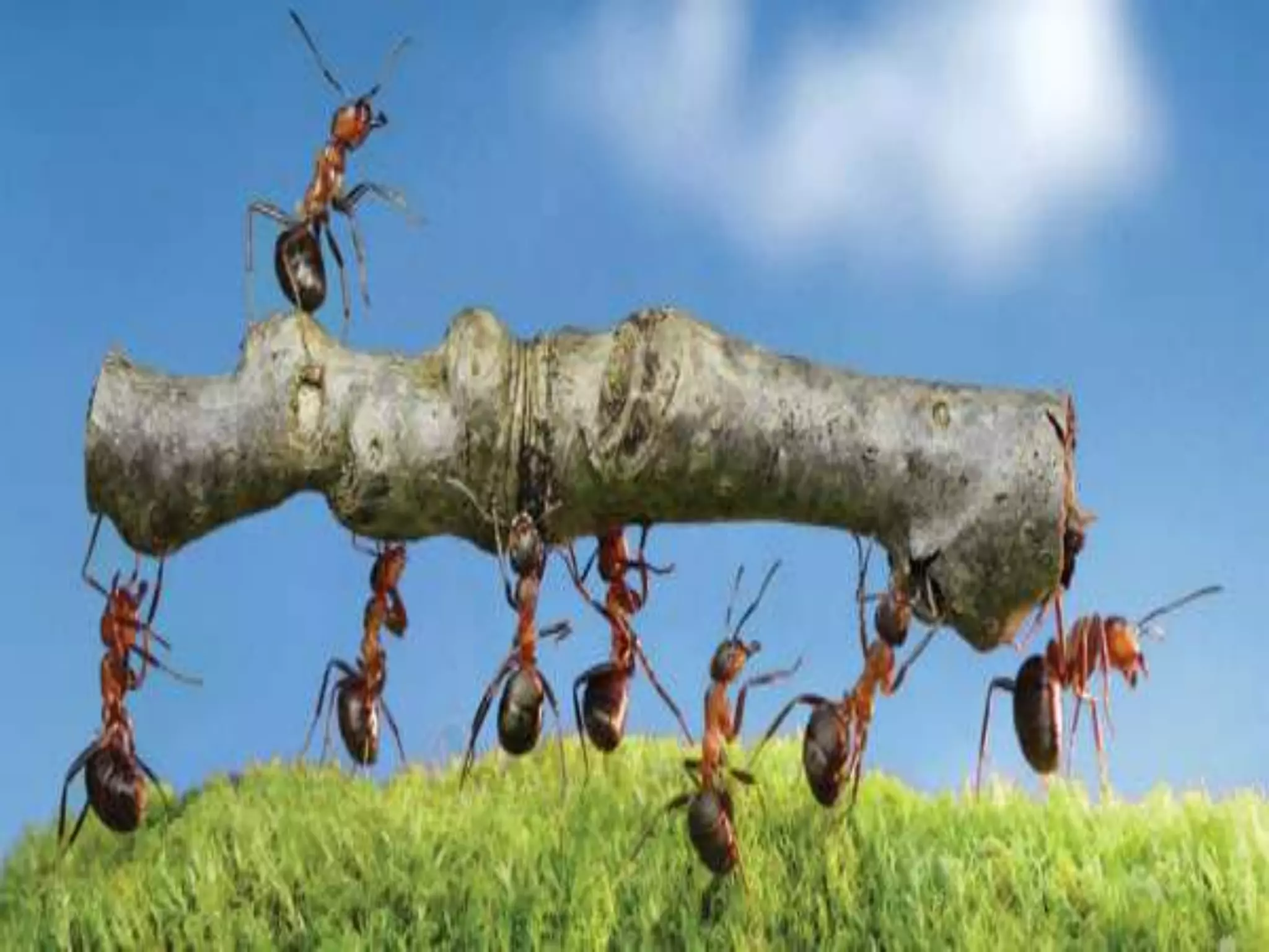 Life of ants | PPT