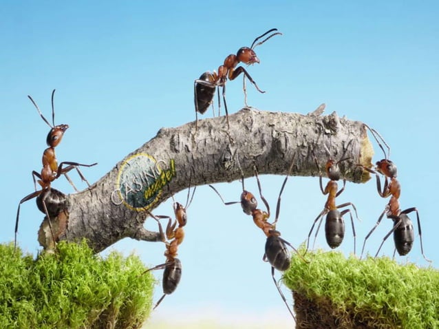 Life of ants | PPT