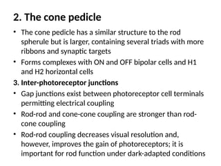 Phototransduction (2).pptx phototransduction | PPTX