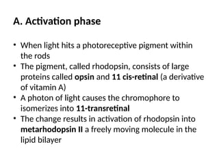 Phototransduction (2).pptx phototransduction | PPTX