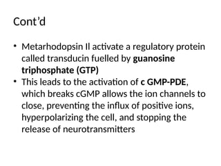 Phototransduction (2).pptx phototransduction | PPTX
