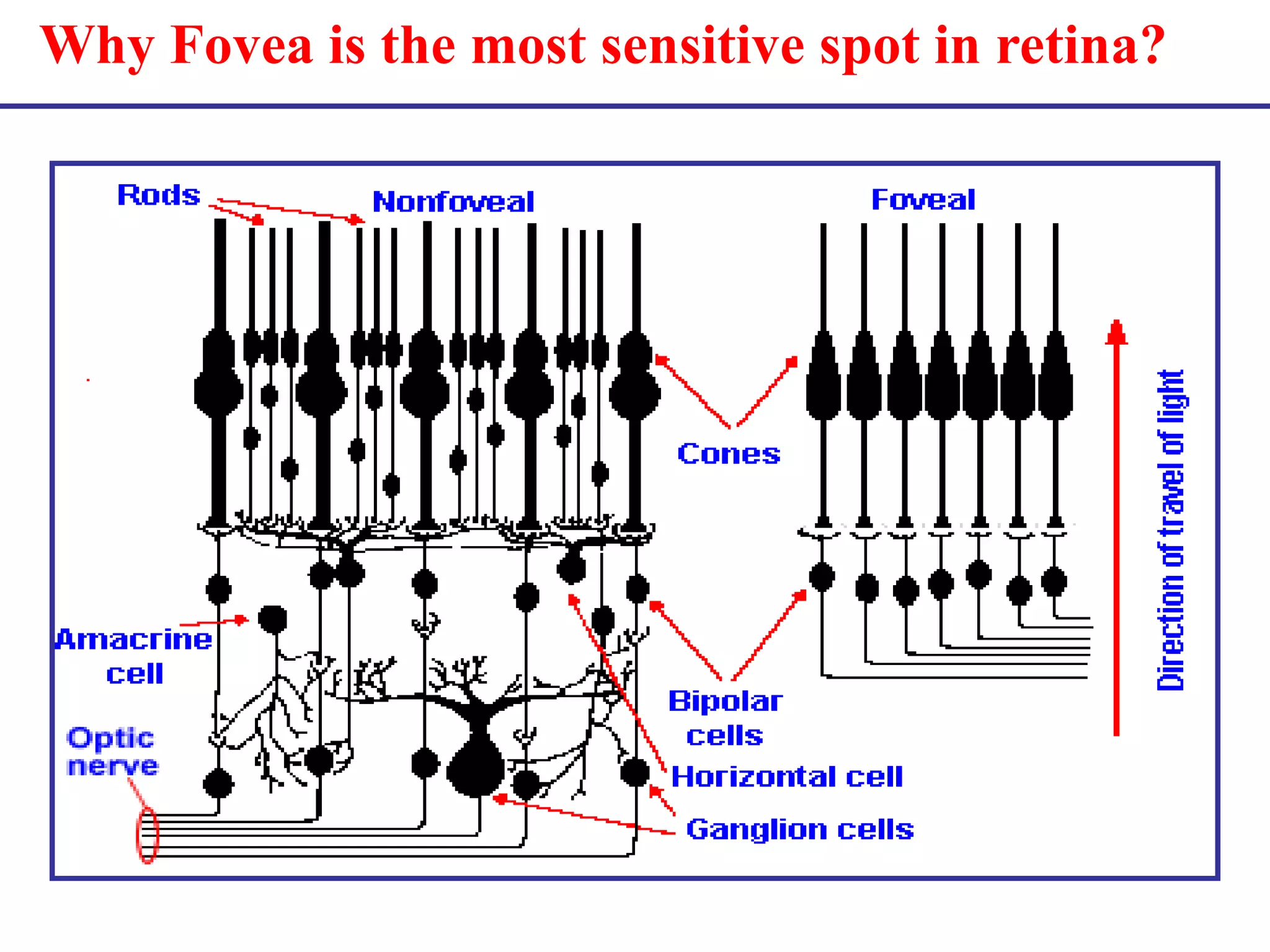 Phototransduction & Visual Pathway Mmp March 10 | PPT | Eye and Vision ...