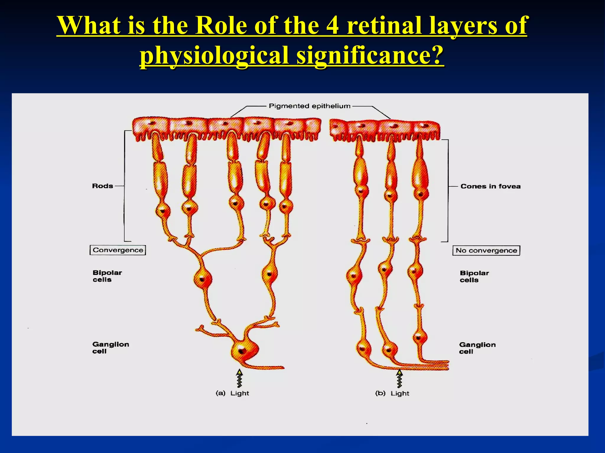 Phototransduction & Visual Pathway Mmp March 10 | PPT | Eye and Vision ...