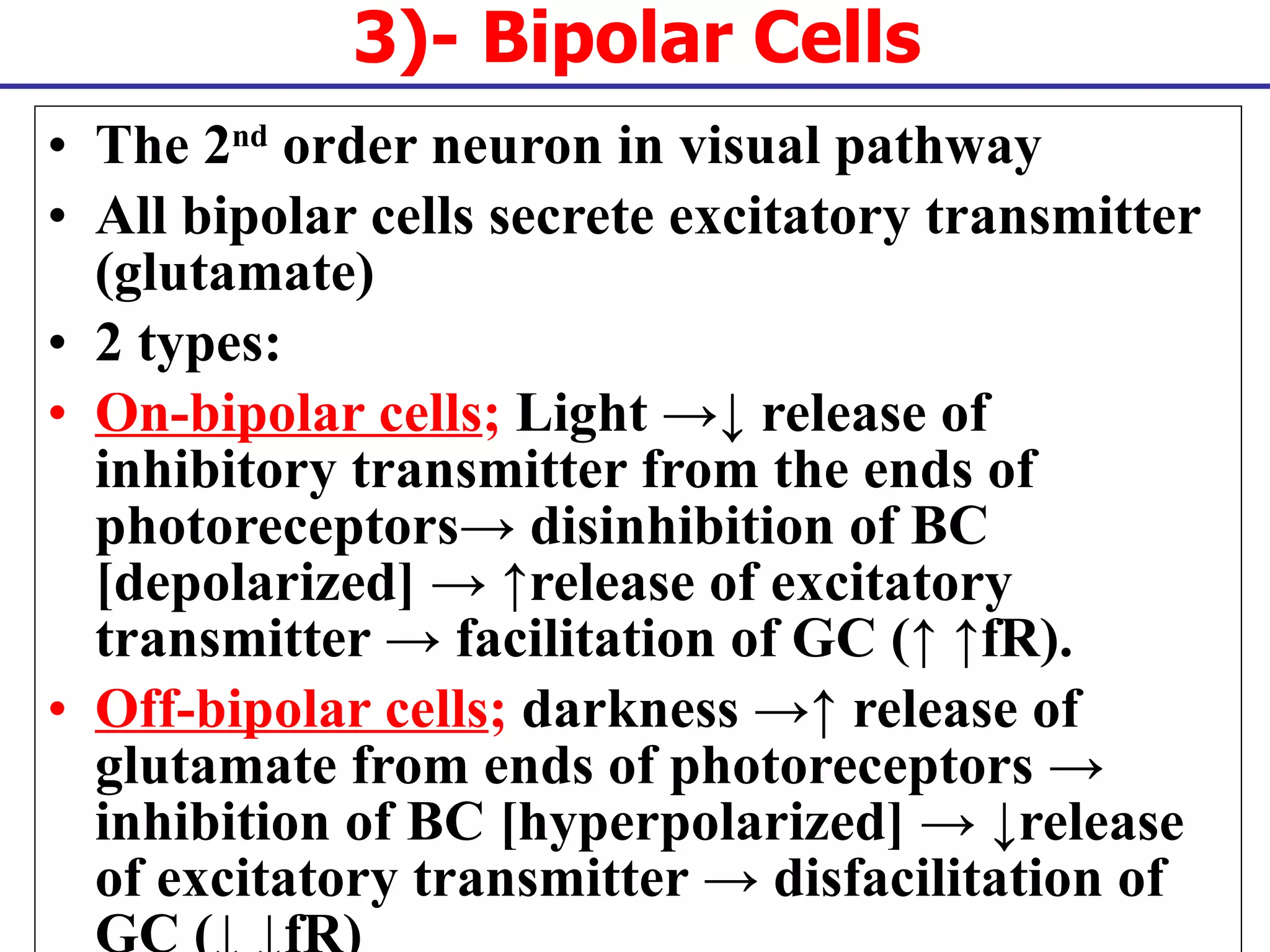 Phototransduction & Visual Pathway Mmp March 10 | PPT | Eye and Vision ...