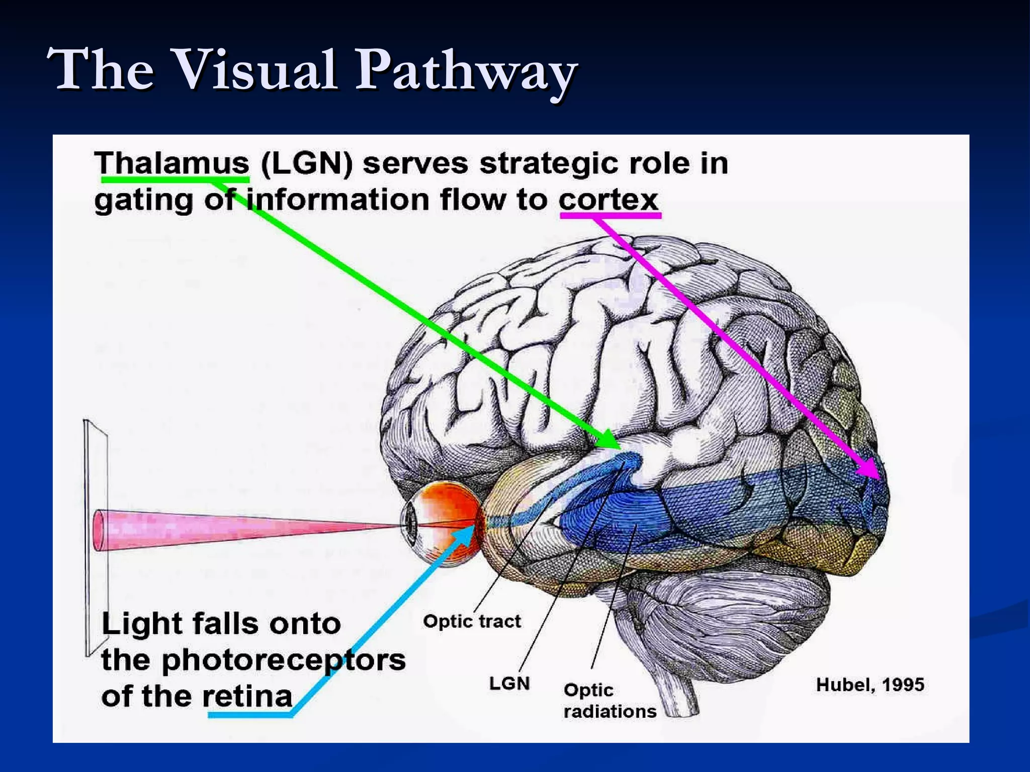Phototransduction & Visual Pathway Mmp March 10 | PPT