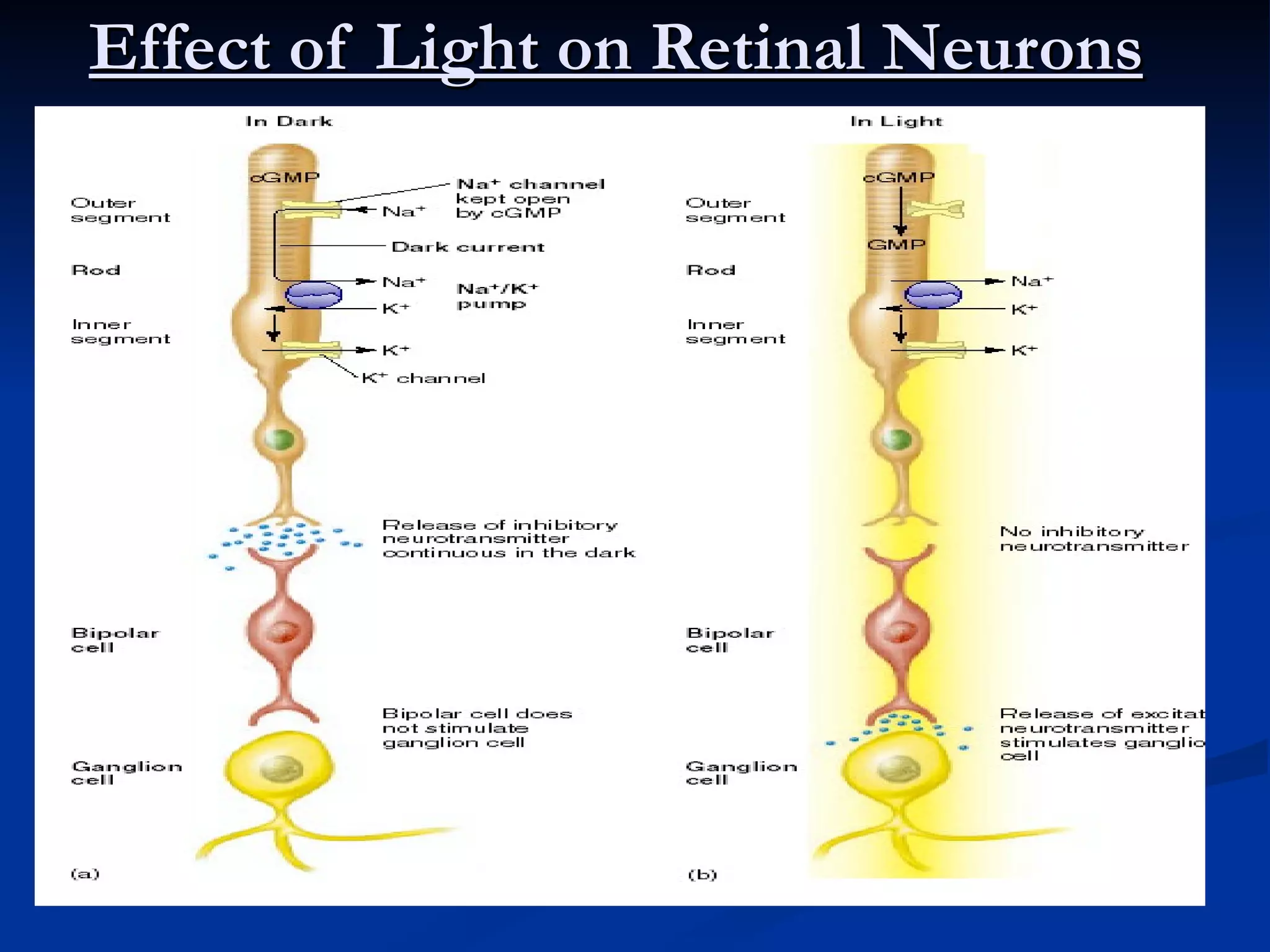 Phototransduction & Visual Pathway Mmp March 10 | PPT