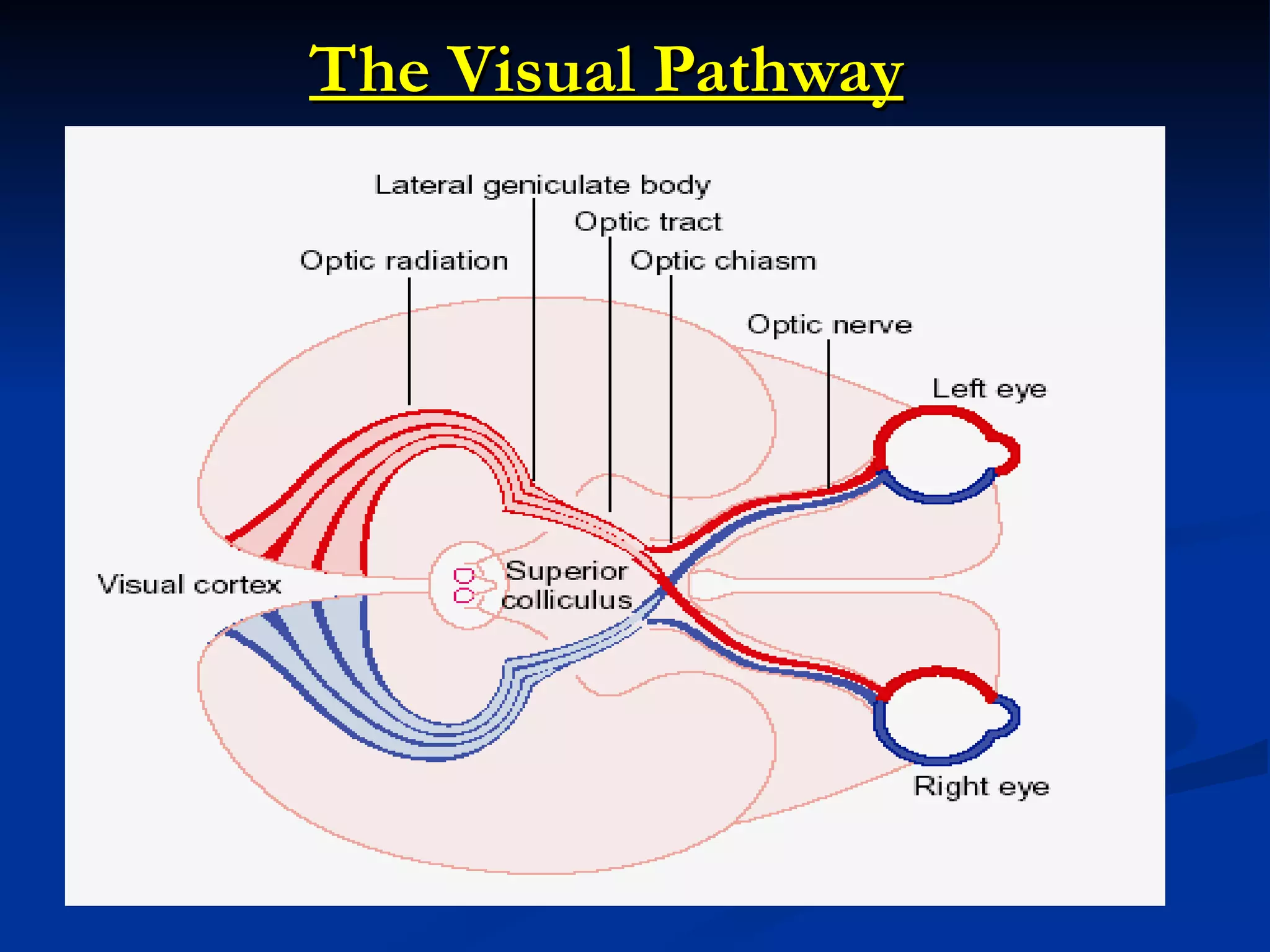 Phototransduction & Visual Pathway Mmp March 10 | PPT