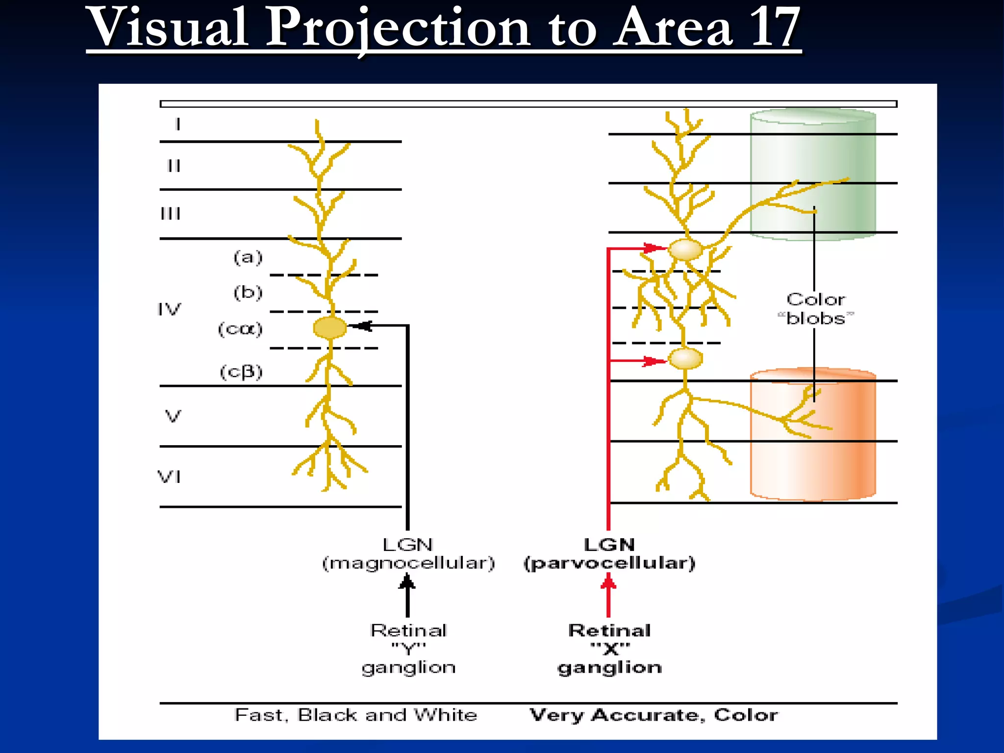 Phototransduction & Visual Pathway Mmp March 10 | PPT | Eye and Vision ...