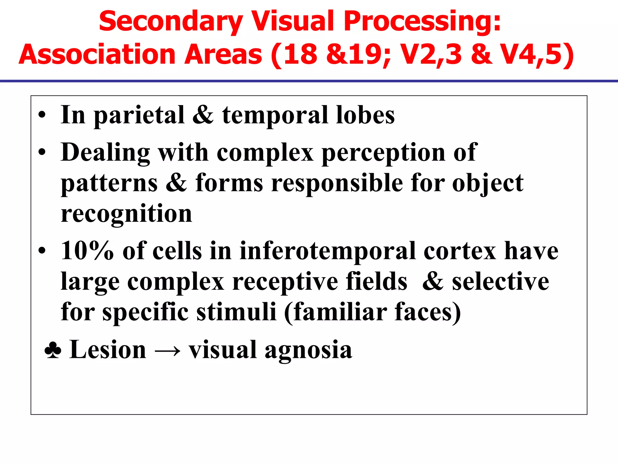 Phototransduction & Visual Pathway Mmp March 10 | PPT | Eye and Vision ...