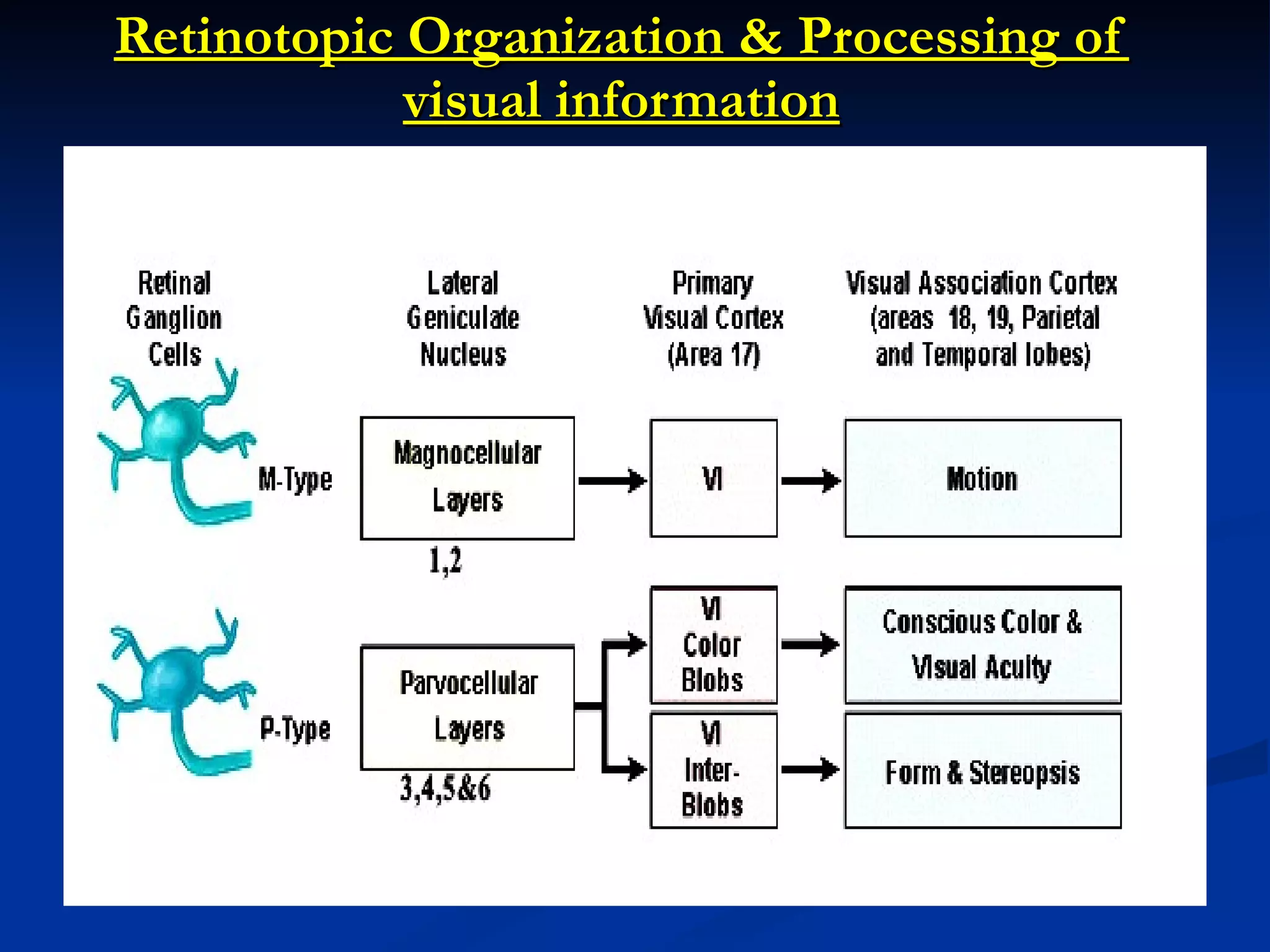 Phototransduction & Visual Pathway Mmp March 10 | PPT