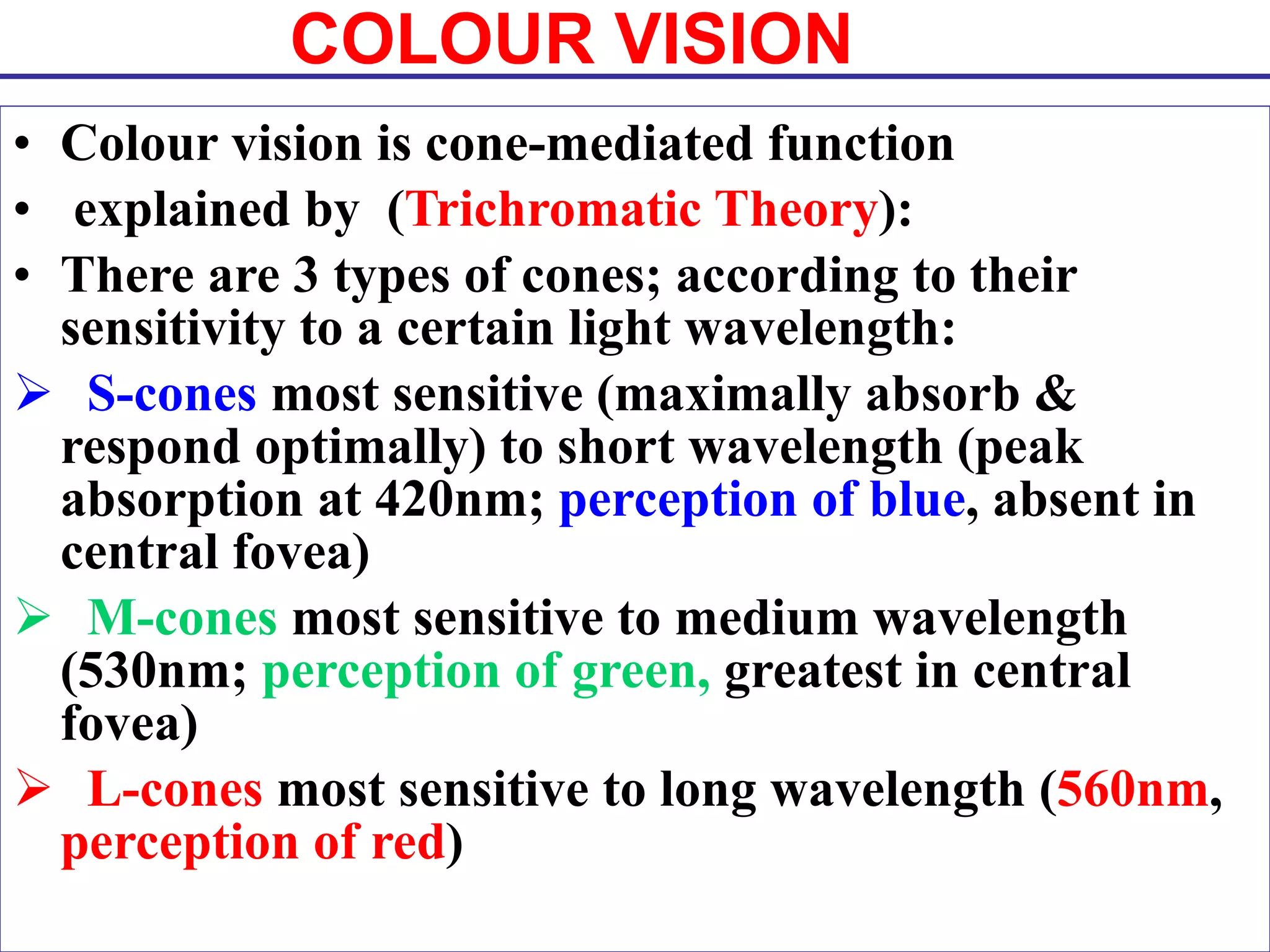 Phototransduction & Visual Pathway Mmp March 10 | PPT | Eye and Vision ...