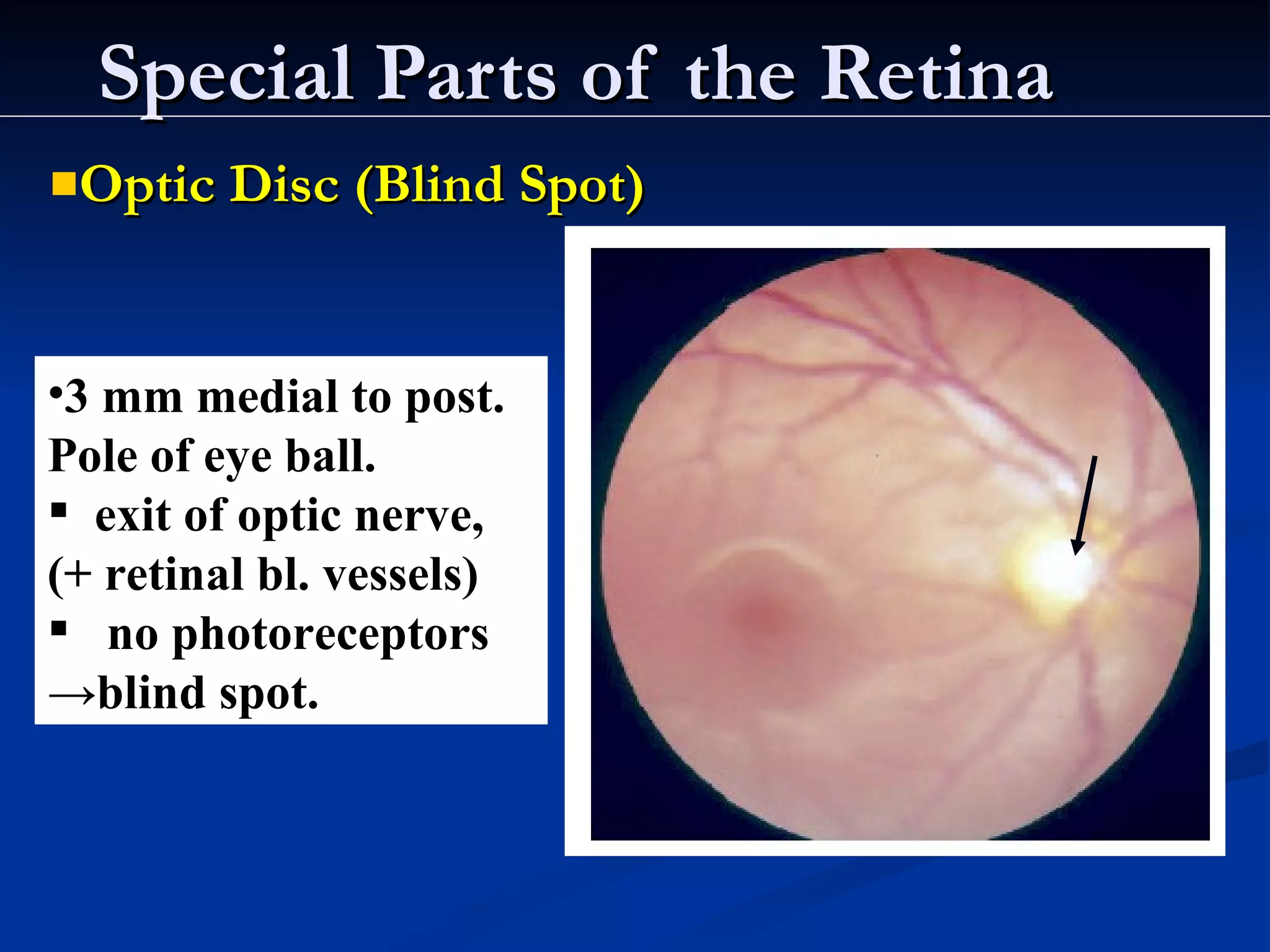 Phototransduction & Visual Pathway Mmp March 10 | PPT