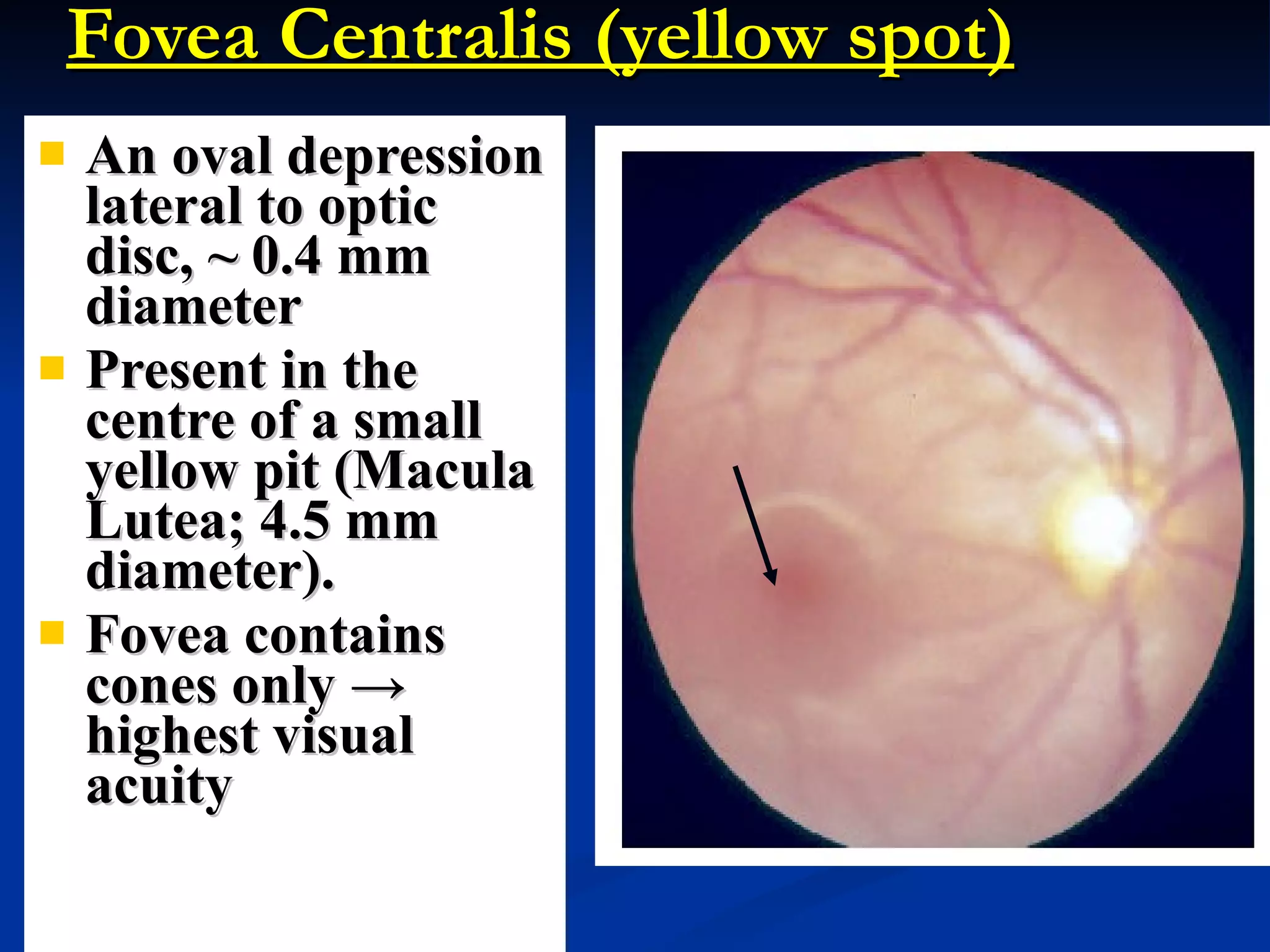 Phototransduction & Visual Pathway Mmp March 10 | PPT | Eye and Vision ...