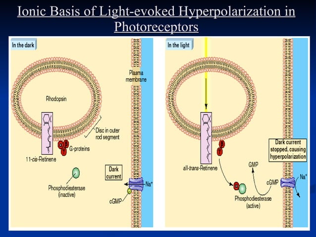 Phototransduction & Visual Pathway Mmp March 10 | PPT | Eye and Vision ...