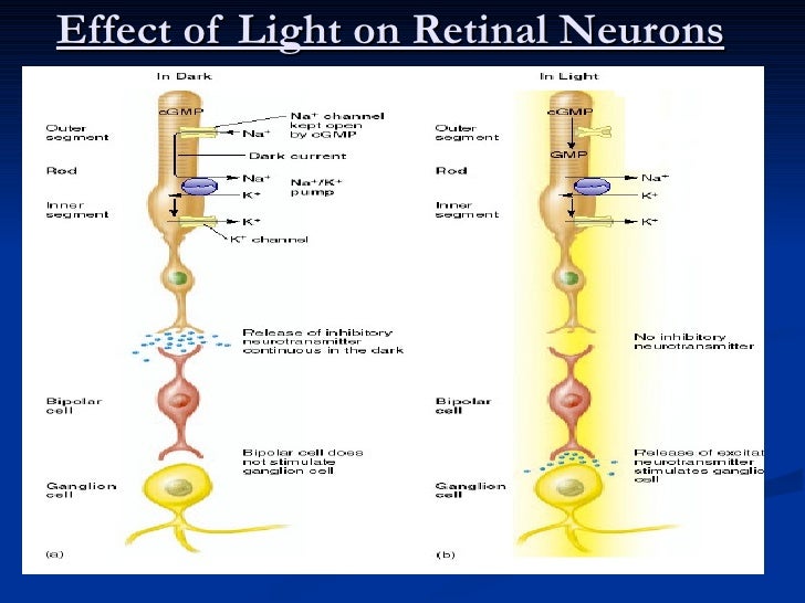 Phototransduction & Visual Pathway Mmp March 10