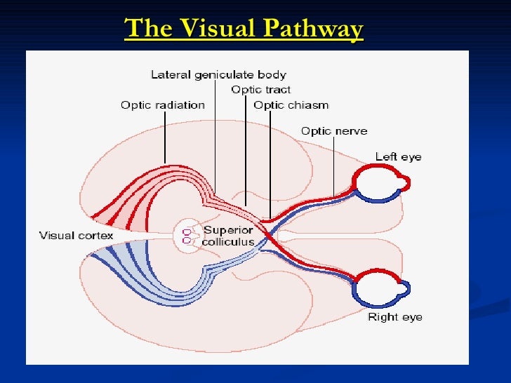 Phototransduction & Visual Pathway Mmp March 10