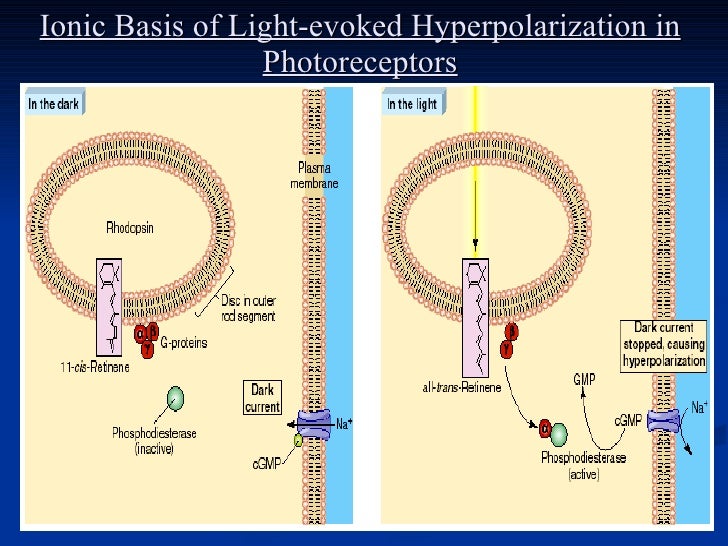 Phototransduction & Visual Pathway Mmp March 10