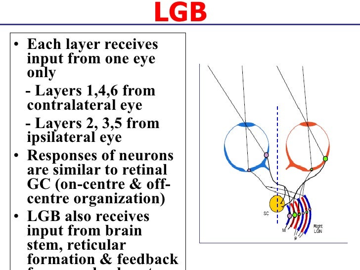 Phototransduction & Visual Pathway Mmp March 10