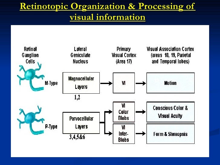 Phototransduction & Visual Pathway Mmp March 10