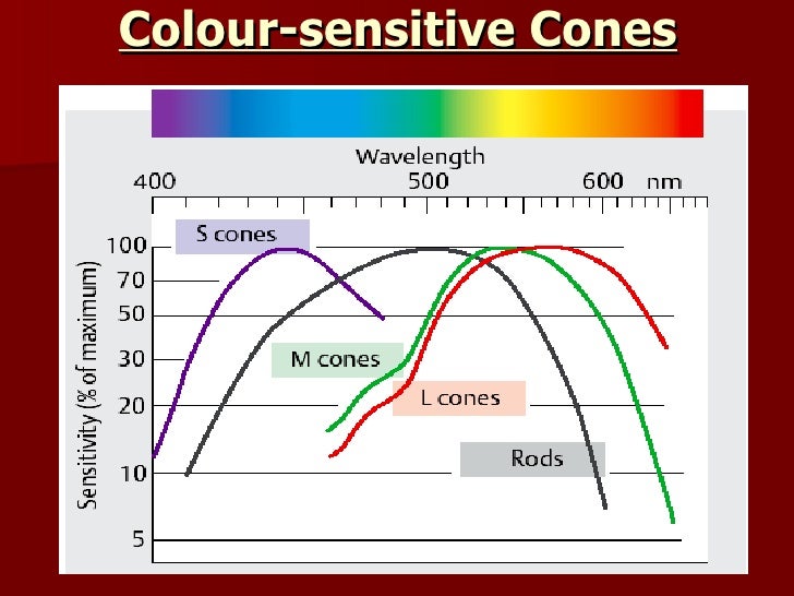 Phototransduction & Visual Pathway Mmp March 10