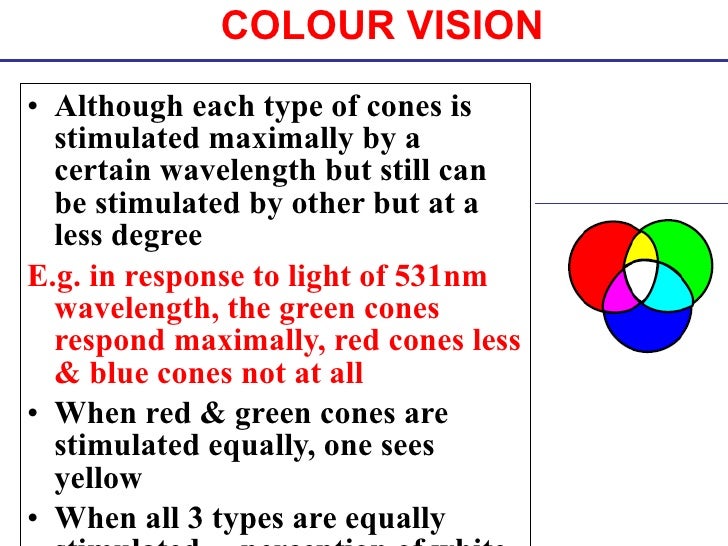 Phototransduction & Visual Pathway Mmp March 10