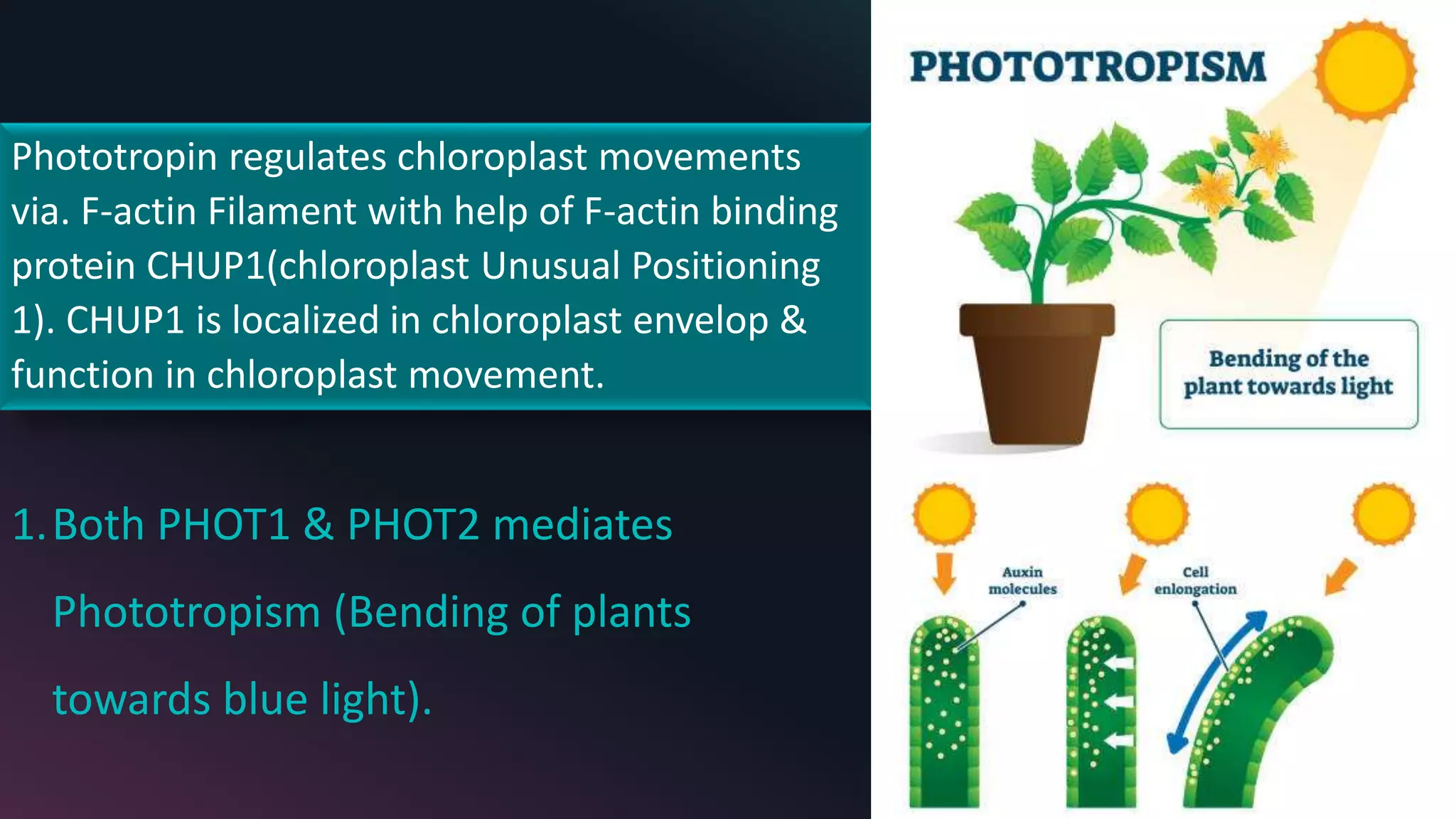 Phototropin | PPTX
