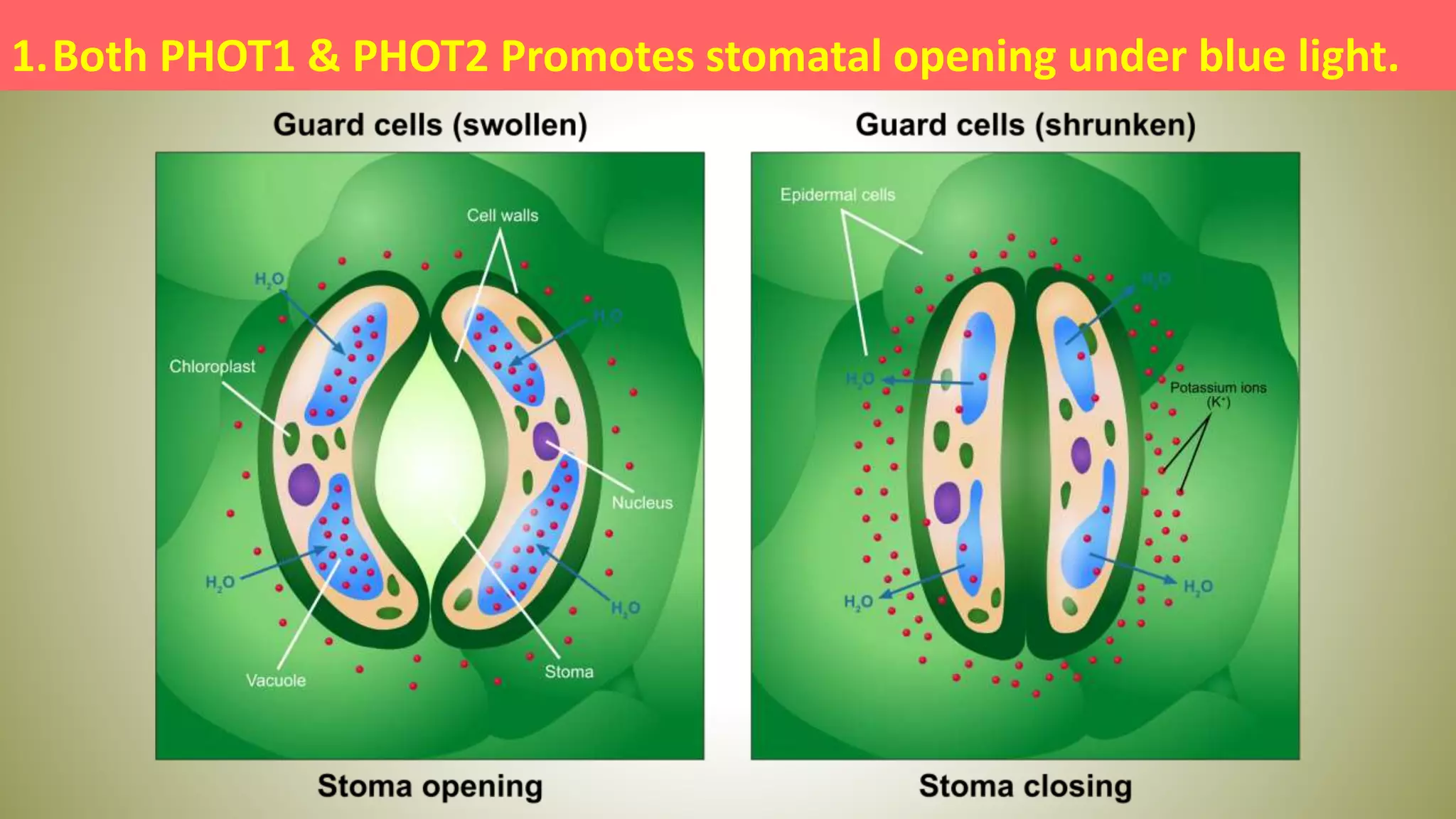 Phototropin | PPTX