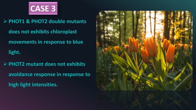 Phototropin | PPTX | Chemistry | Science