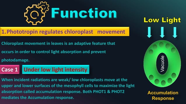 Phototropin | PPTX | Chemistry | Science