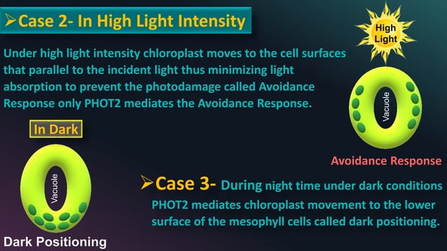 Phototropin | PPTX | Chemistry | Science