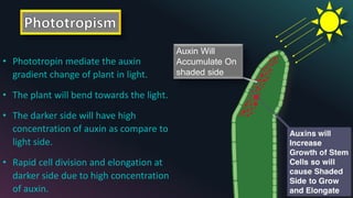 Phototropin | PPTX
