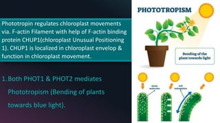 Phototropin | PPTX | Chemistry | Science