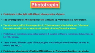 Phototropin | PPTX