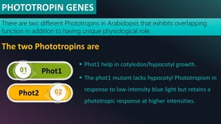 Phototropin | PPTX