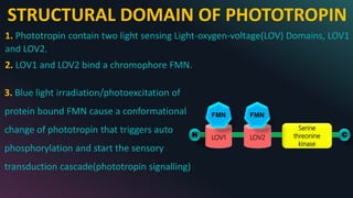 Phototropin | PPTX | Chemistry | Science