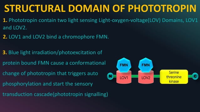 Phototropin | PPTX | Chemistry | Science