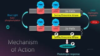 Phototropin | PPTX | Chemistry | Science