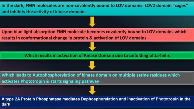 Phototropin | PPTX | Chemistry | Science