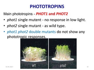 Phototropism ppt | PPTX