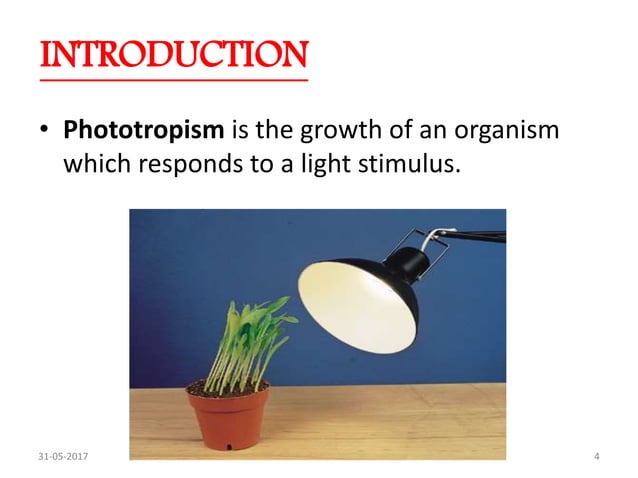 Phototropism ppt | PPTX