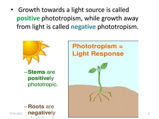Phototropism ppt | PPTX